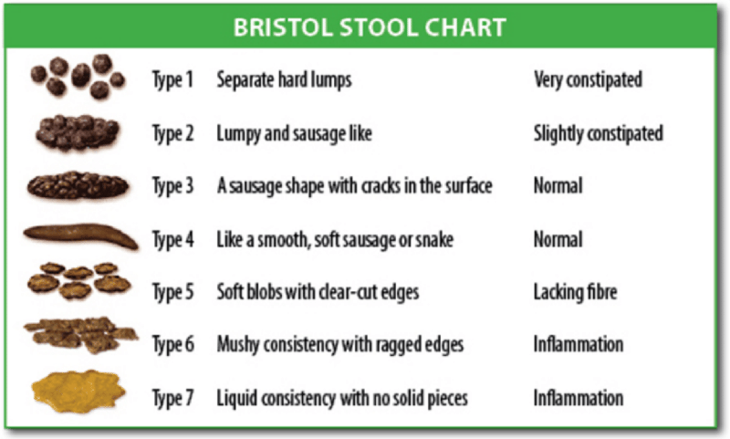 Fit2B Girls: Bladder & Bowel Health - Bristol Stool Chart - Fit2B Studio